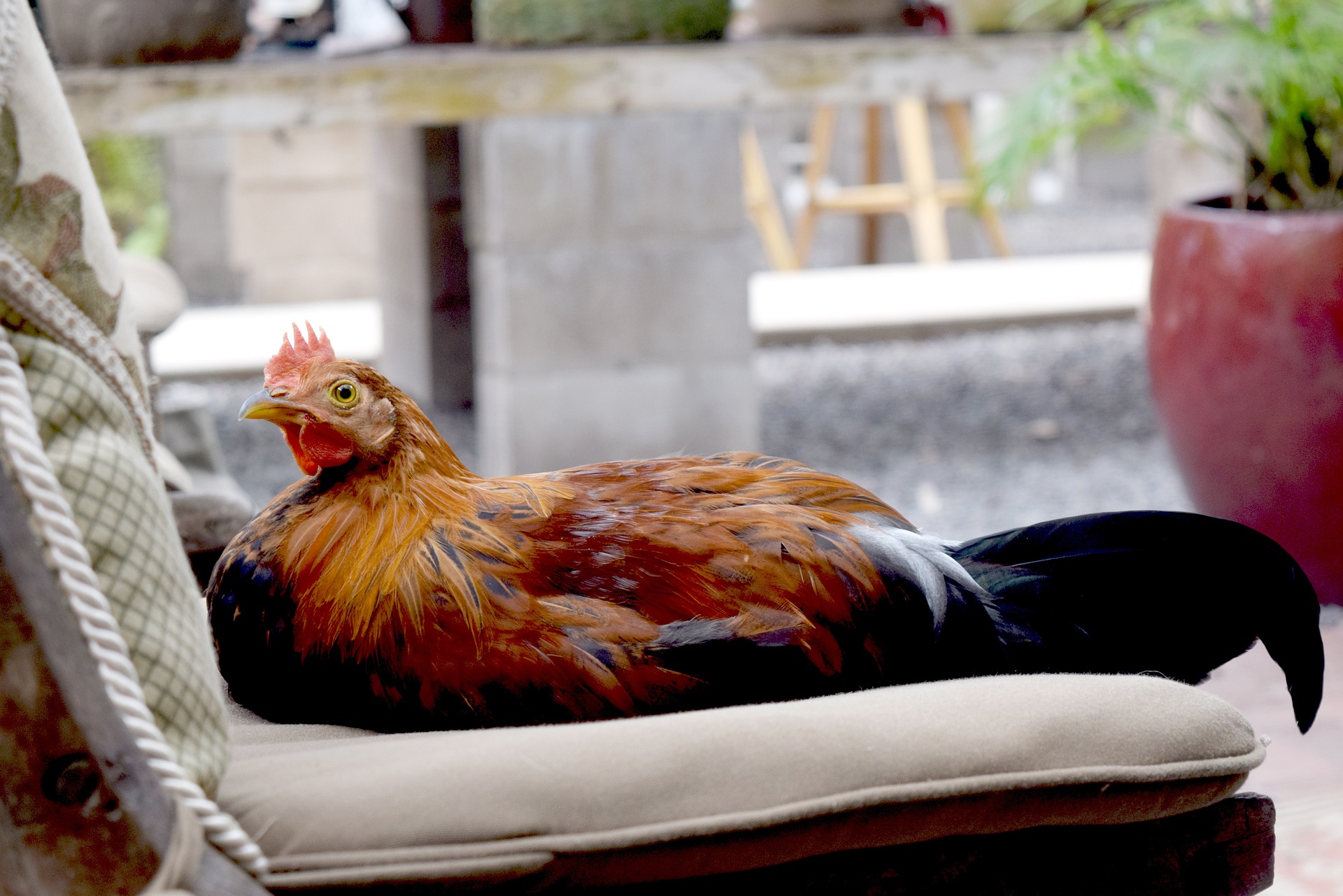 Animals You Might Find On Guam - Explore Guam Events