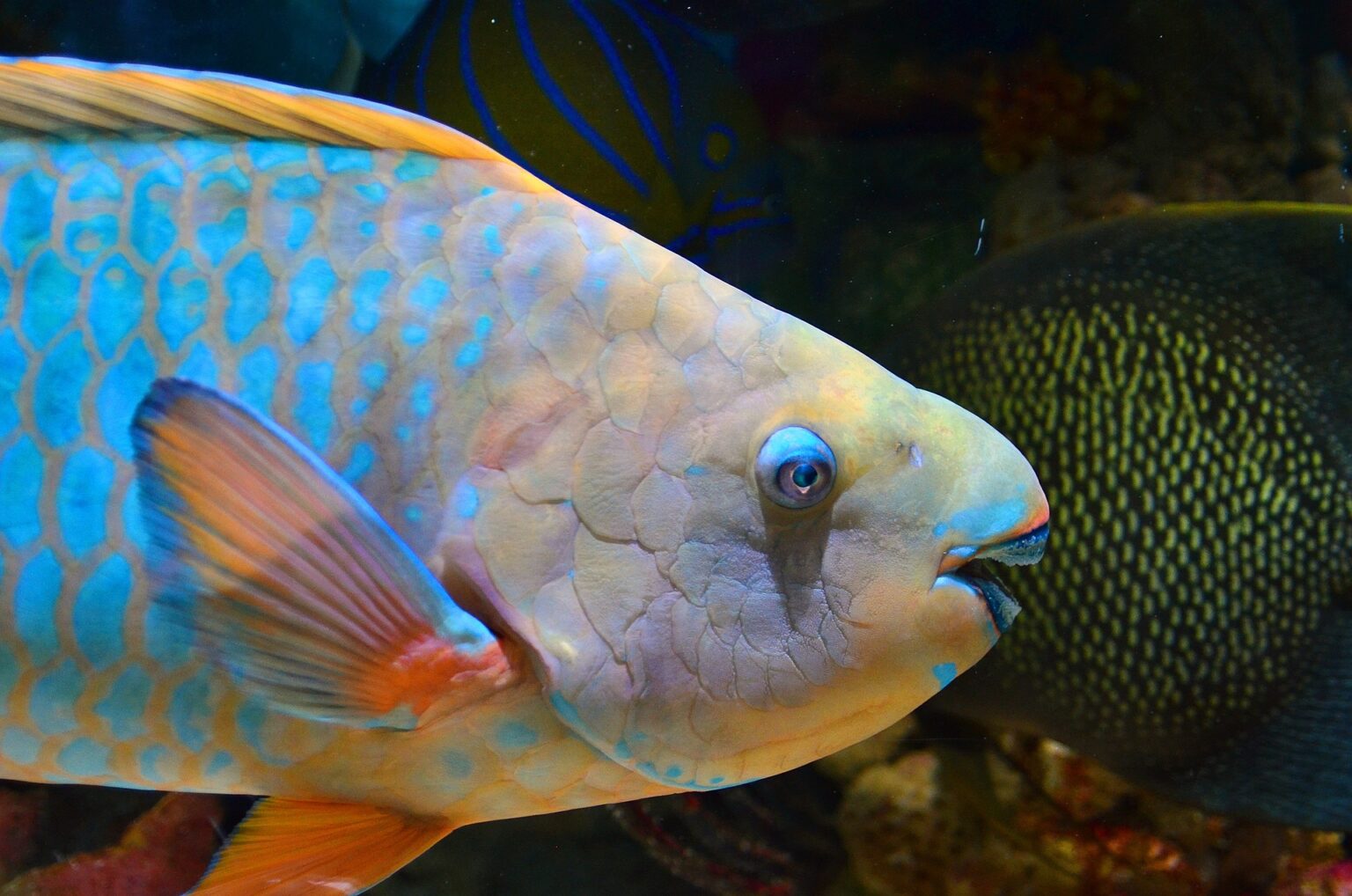 Animals You Might Find On Guam - Explore Guam Events